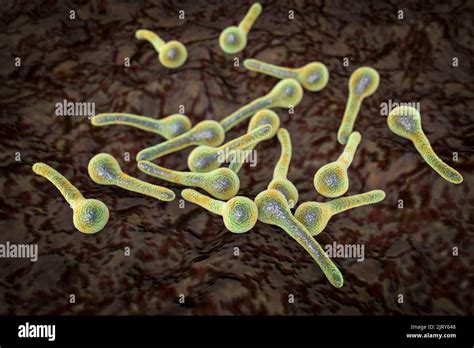 Tetanus Bacteria Clostridium Tetani Illustration Clostridium Tetani
