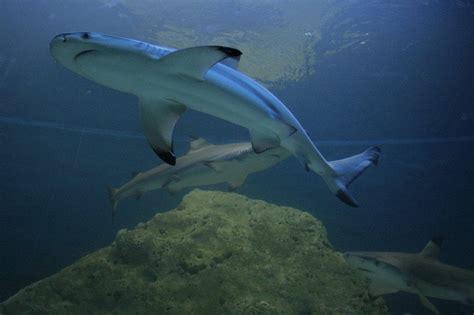 Atak Rekina W Egipcie W Marsa Alam Ofiar Turysta Z Czech Natemat Pl