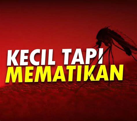 5 Cara Membasmi Nyamuk Di Kamar Lakukan Ini Dan Bikin Nyamuk Cepat Minggat