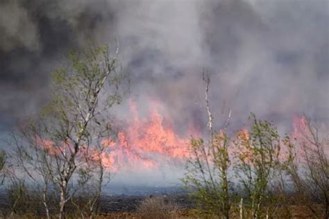 Los Incendios Forestales En Las Islas Del Delta Del Paraná Fueron