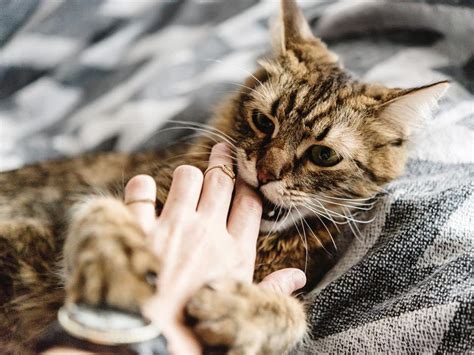 ¿por Qué Mi Gato Me Lame Y Luego Me Muerde Dra Vane