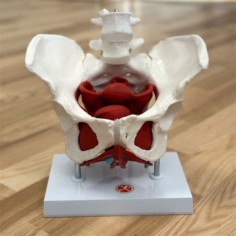 Bækken Med Muskler Og Organer Kvinde Stort Udvalg Af Anatomiske Modeller