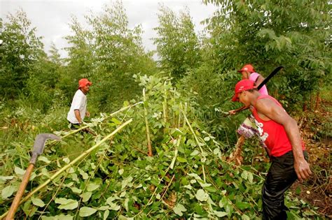 Protests Of MST Members In Bahia Editorial Image Image Of Disruption Organic