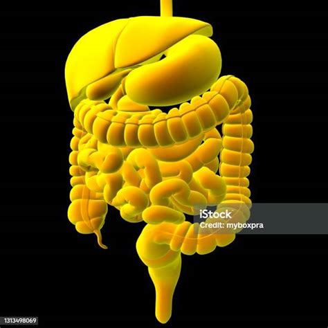 의료 개념 3d 렌더링을 위한 인간 소화 시스템 해부학 3차원 형태에 대한 스톡 사진 및 기타 이미지 3차원 형태 간 내부