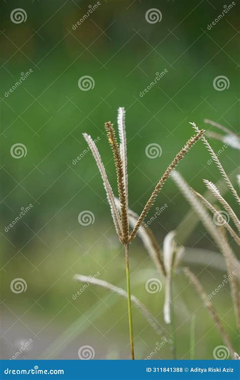 Eleusine Indica Indian Goosegrass Yard Grass Goosegrass Wiregrass