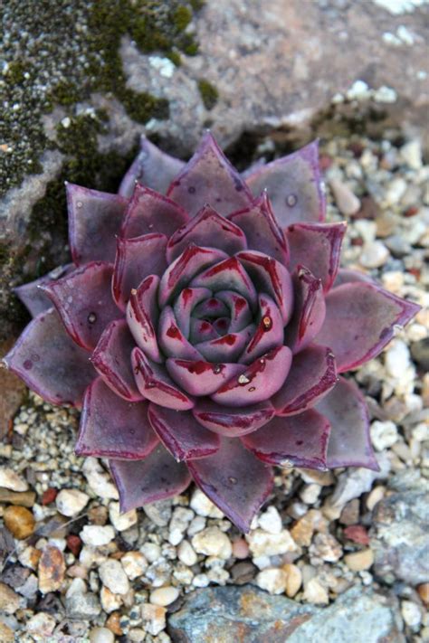 罗密欧Echeveria agavoides Romeo 高清图片堆糖美图壁纸兴趣社区