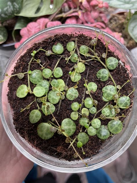 my string of turtles is propagating so well 🥰🐢 r houseplants