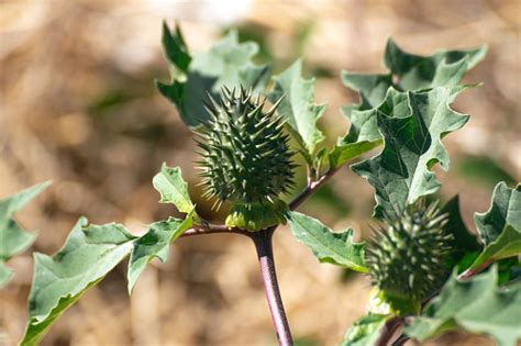 Datura Stramonium 환각제 독성 식물 악마의 트럼펫라고도 불립니다 0명에 대한 스톡 사진 및 기타 이미지 Istock