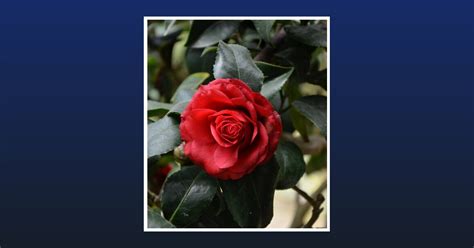 Nancy Conway Obituary November 23 2024 Schubert Funeral Home