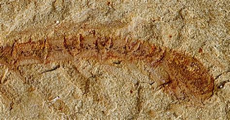 Ce Fossile De Cerveau Vieux De 525 Millions Dannées Est Le Plus Ancien