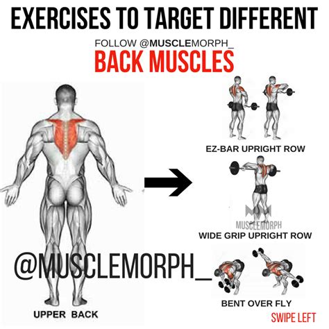 BACK EXERCISE Https Musclemorphsupps Back Muscles Muscle