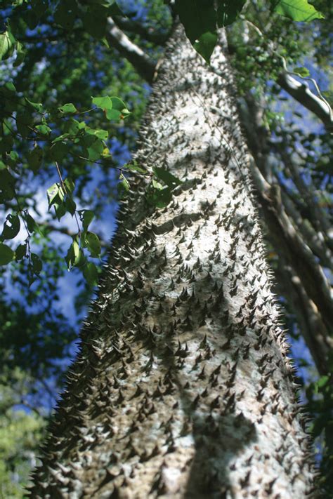 Theres A Tree Covered In Spikes Whose Fruit Explodes Sending Sharp Seeds 100 Feet At 150 Mph