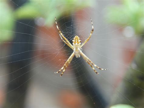 A Close Up Of A Spider On Its Web Photo Free Brasil Image On Unsplash