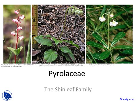 Pyrolaceae Plants Identifcation Lecture Slides Docsity