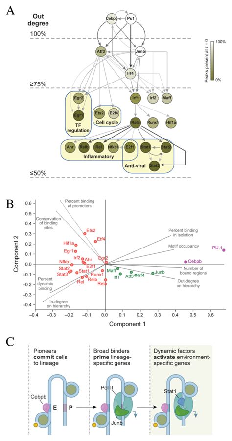 Diversity Of Binding Properties Suggests A Layered TF Architecture A