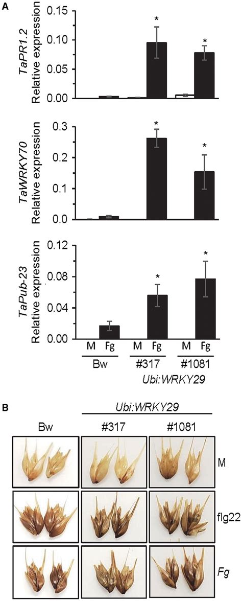 Impact Of Ectopic WRKY29 Expression On Wheat Defence Responses A