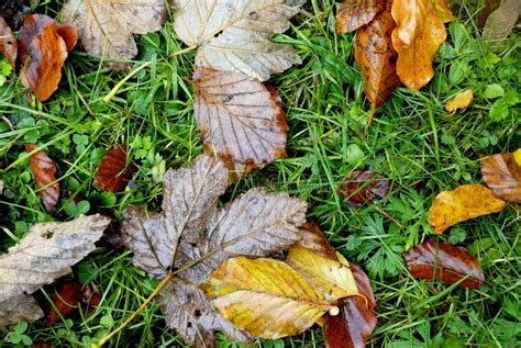 Dry Leaf On Green Grass Stock Image Image Of Bright 79006101