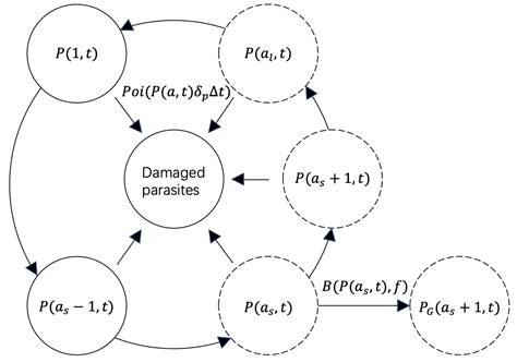 Stochastic Modeling Of Within Host Dynamics Of Plasmodium Falciparum