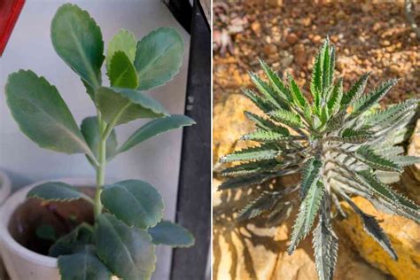 Mother Of Thousands Vs Mother Of Millions