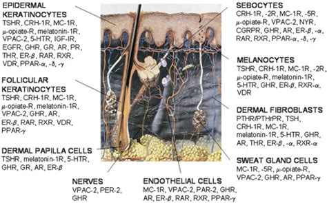 Cortisol Estrogen Receptor Binding Glucocorticoid Wikipedia