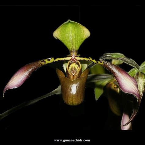 Paphiopedilum Orchids For Sale Buy Ladys Slipper Orchid Plants