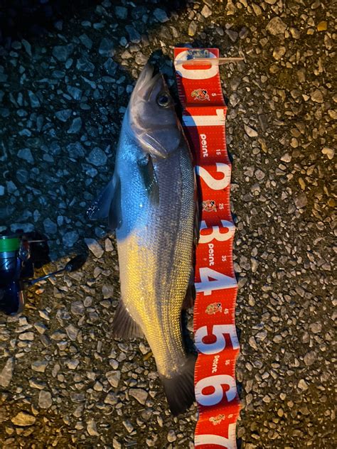 なおぬさんの2024年12月15日 日 の釣行 熊本県 茂串港 アングラーズ 釣果600万件の魚釣り情報サイト