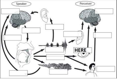 Multimodal Speech Chain 1 2 5 Diagram Quizlet