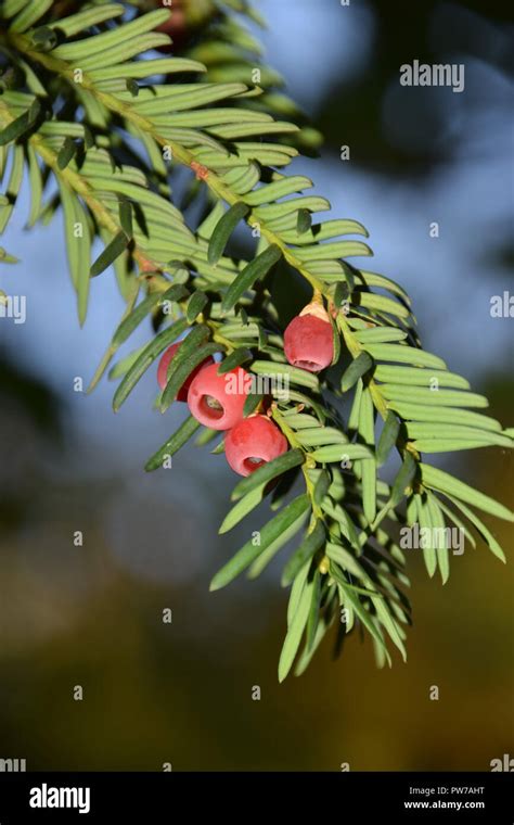 Mature Cones Of Yews Tree Taxus Baccata Tree With Spirally Arranged Mature Red Cones Stock