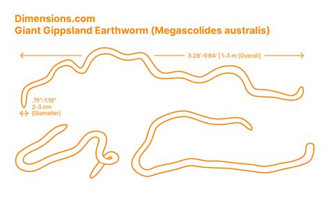 Bobbit Worm Eunice Aphroditois Dimensions And Drawings