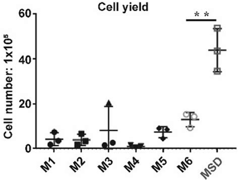 Method For Separating Umbilical Cord Wharton Jelly Mesenchymal Stem