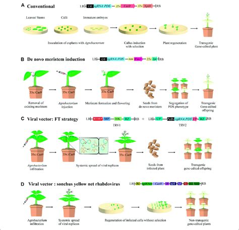 Agrobacterium Mediated Delivery Of Crispr Gene Editing Reagents In