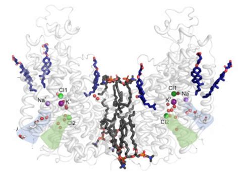 Researchers Have Determined The Three Dimensional Atomic Structure Of A Protein Important For
