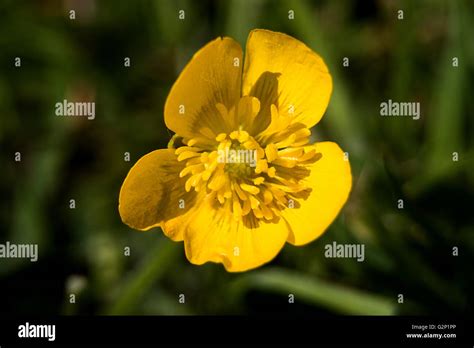 Buttercup Stock Photo Royalty Free Image Alamy