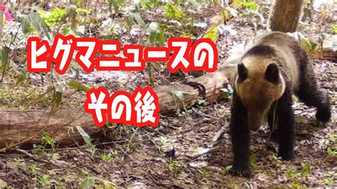 「ヒグマ情報」nhk記事・最新情報を詳細にお届け Nhk北海道