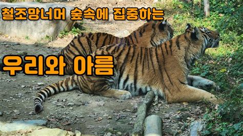 4k 에버랜드 타이거밸리 한국호랑이 오둥이 철조망 넘어 숲속에 집중하는 우리와 아름 Youtube