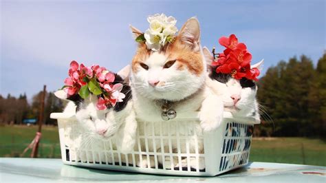 木瓜の花 のせ猫 230518 Youtube