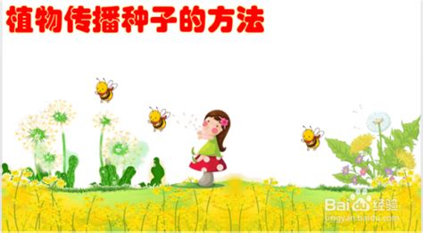 苍耳种子传播手抄报 手抄报简单又漂亮 普车都