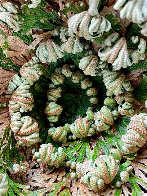 Resurrection Plant Rose Of Jericho Selaginella Lepidophylla Sacred