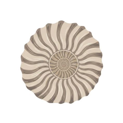 Detailed Nautilus Shell Cross Section With Concentric Geometric Pattern In Beige And Brown Stock