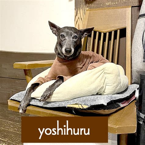 ずいぶん長く心臓を患っているプードル犬（わんこ）のサプリメントについて ポチの家