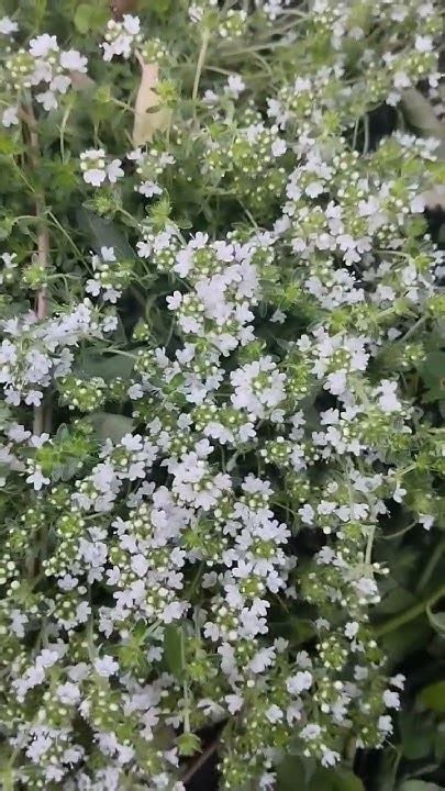 Тимьян ранний (Thumus praecox 'Albiflorus - YouTube