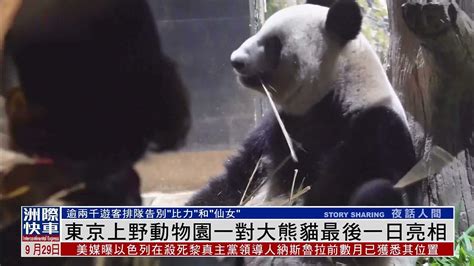 东京上野动物园一对大熊猫最后一日亮相 凤凰网视频 凤凰网
