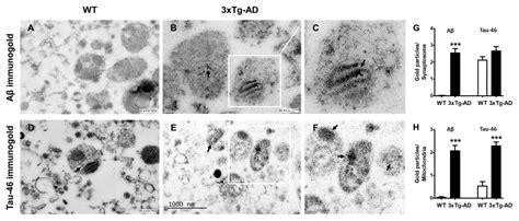 Age Dependent Decline In Synaptic Mitochondrial Function Is Exacerbated