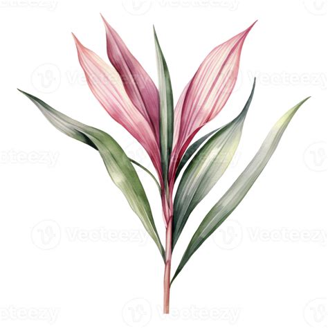 Ti Plant Tropical Leaf Illustration Watercolor Style 45943567 Png