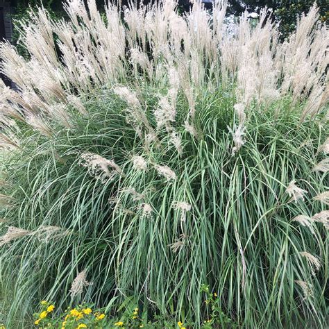 Adagio Maiden Grass Miscanthus Sinensis Adagio Etsy