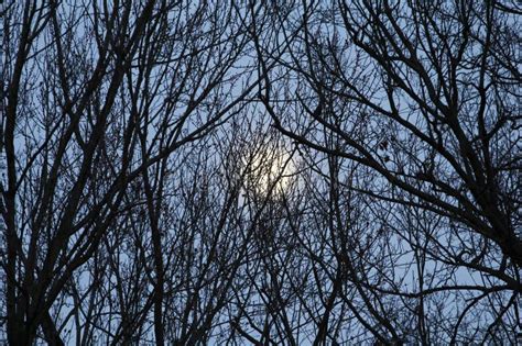 The Moon Behind A Web Of Tree Branches Stock Image Image Of Haunting Horror 362246013