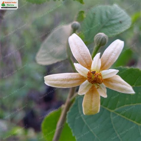 Buy Grewia Optiva Plant In Bulk Online Nature India Nursery