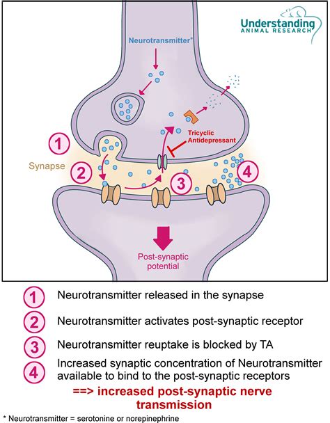 Amitriptyline Hydrochloride Anti Depressant