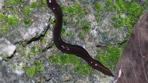 Invasive Gross Flatworm New Threat To American Snails Video