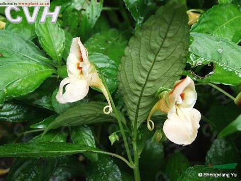 绿萼凤仙花 绿萼凤仙花价格 植物库 园林网